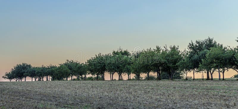 Apple Trees in Beautiful Landscape in Morning Light Stock Image - Image ...