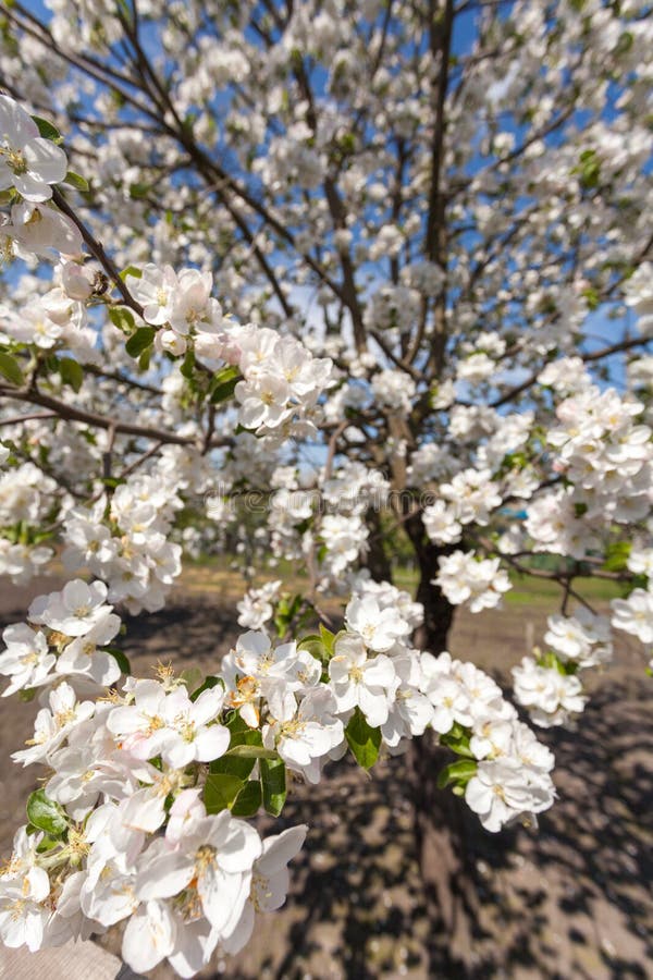 Apple Trees Blossoms in Spring. Stock Image - Image of color, outdoor ...