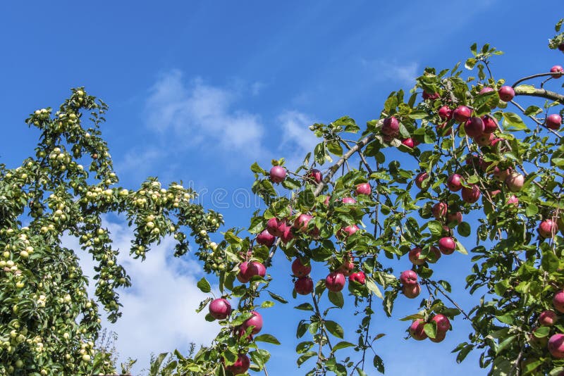 Apple Trees With Blue Sky And Clouds Stock Photo - Image of plant ...
