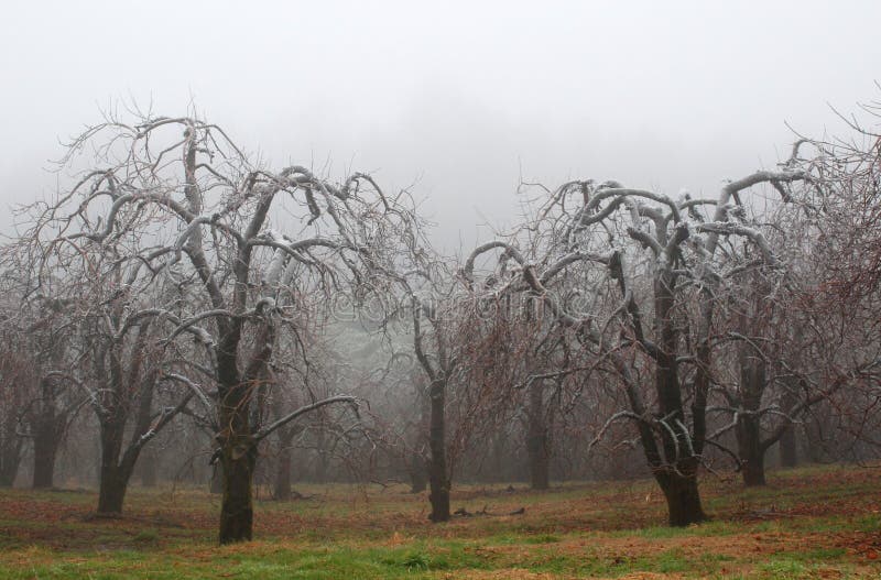 Scary Apple Orchard Stock Photos - Free & Royalty-Free Stock Photos ...