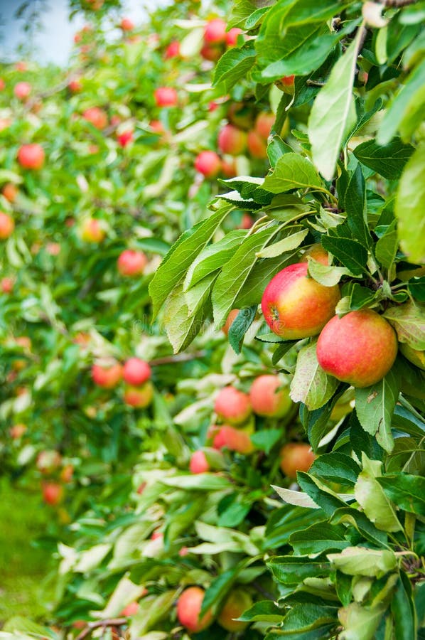 Apple Trees Falstaff - Orchard Stock Image - Image of healthy, trees ...