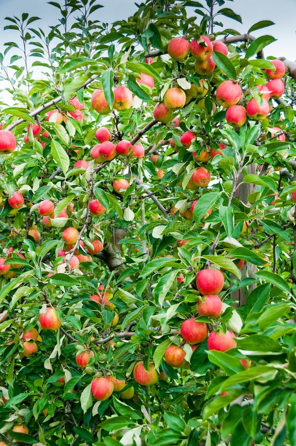 Apple Trees Falstaff - Orchard Stock Image - Image of planting, orchard ...