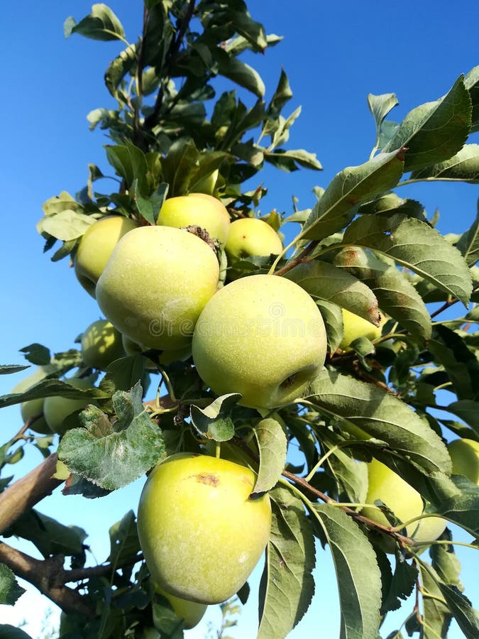 Apple Field in Corella, Spain Stock Image - Image of field, corella ...