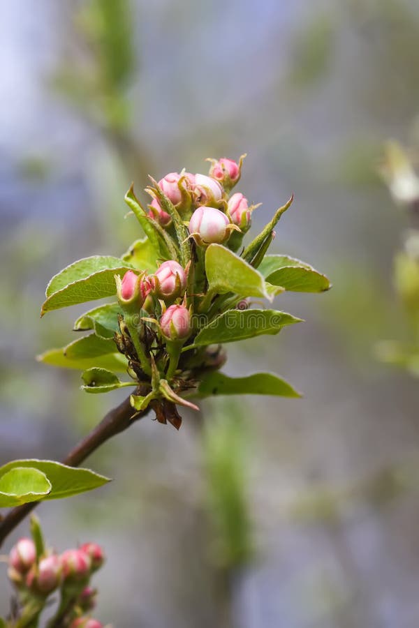 Apple Trees Flowers. Spring Blossom in Park Stock Image - Image of ...