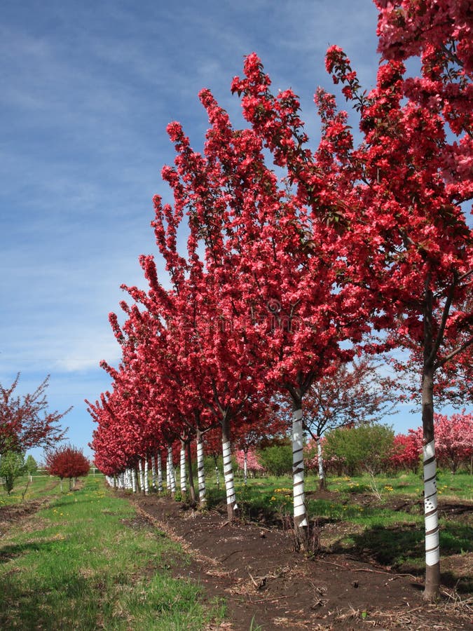 Apple Trees with Flowers Vertical View Stock Image - Image of spring ...