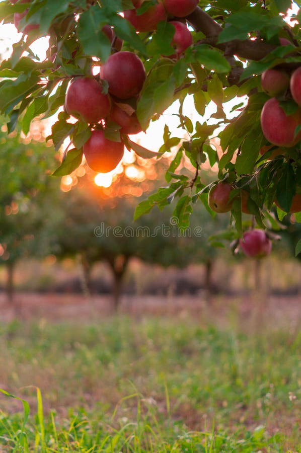 Apple on Trees in Fruit Garden on Sunset Stock Photo - Image of fruit ...