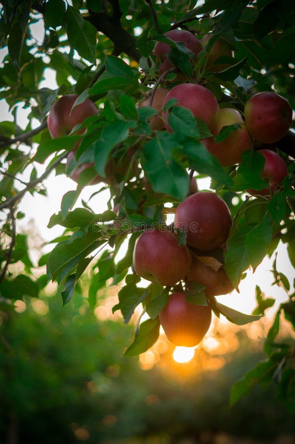Apple on Trees in Fruit Garden on Sunset Stock Image - Image of fruit ...