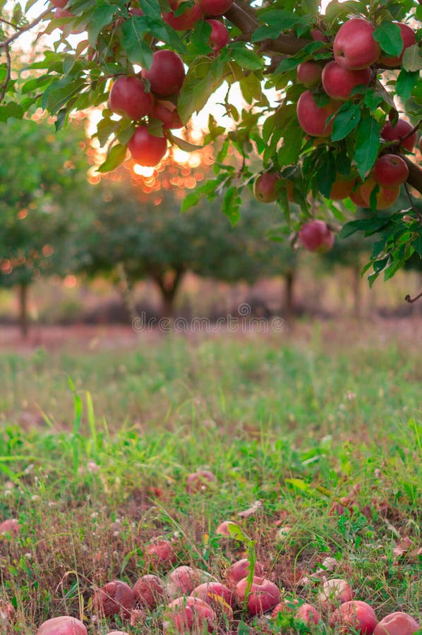 Apple on Trees in Fruit Garden on Sunset Stock Image - Image of alley ...