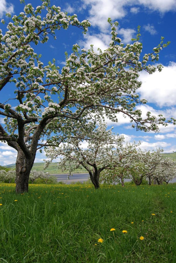 Apple Trees in full Bloom stock photo. Image of blooming - 58482576