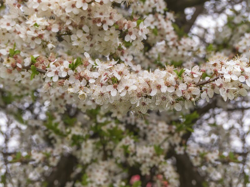 Apple Trees in Full Bloom. Spring Season Stock Image - Image of ...