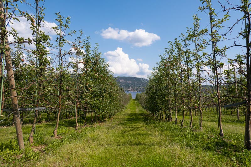 Apple trees garden stock image. Image of agriculture - 225464259 Apple trees garden stock image. Image of agriculture - 225464259