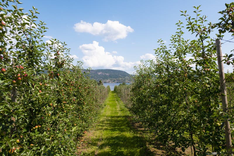 Apple trees garden stock image. Image of crop, farm - 225464337 Apple trees garden stock image. Image of crop, farm - 225464337