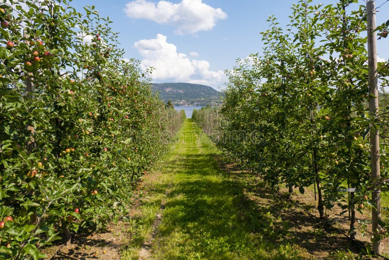 Apple trees garden stock photo. Image of appletree, blue - 225464342 Apple trees garden stock photo. Image of appletree, blue - 225464342