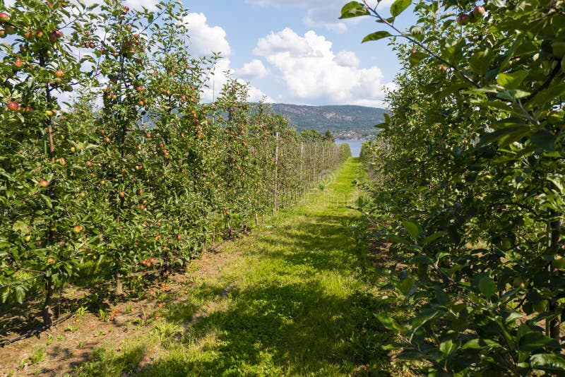 Apple trees garden stock photo. Image of apple, life - 225464380 Apple trees garden stock photo. Image of apple, life - 225464380