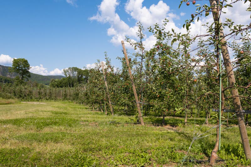 Apple trees garden stock photo. Image of gardening, garden - 225464436 Apple trees garden stock photo. Image of gardening, garden - 225464436