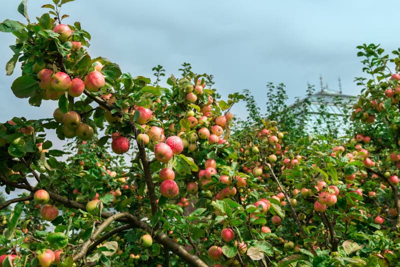 Apple Trees in the Garden during Autumn, UK Stock Image - Image of farm ...