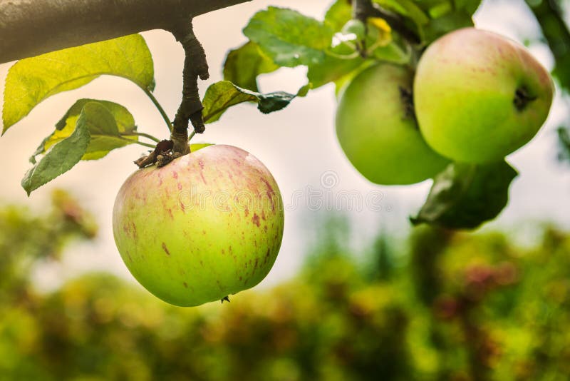 Apple Trees in the Garden during Autumn, UK Stock Image - Image of ...