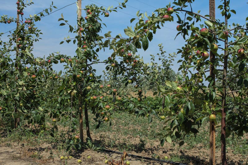Apple trees in the garden stock photo. Image of natural - 75026460