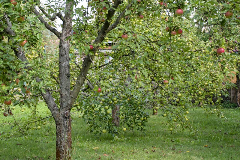Apple trees in the garden stock photo. Image of season - 137388894