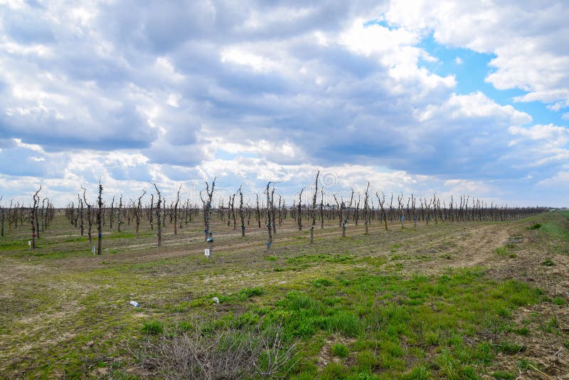 200 Apple Tribe Stock Photos - Free & Royalty-Free Stock Photos from ...