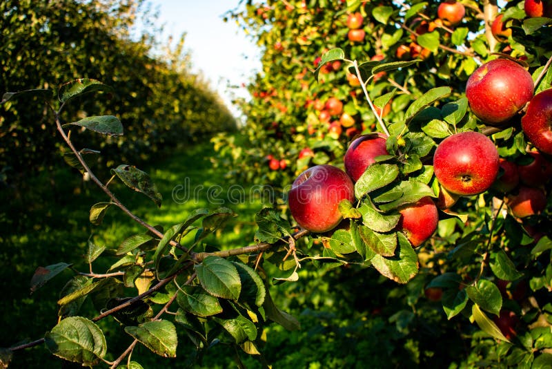 Apple Trees Growing in Rows with Red Apples in the Foreground Stock ...