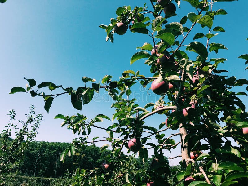 Apple Trees stock photo. Image of fall, plant, tree - 100520632
