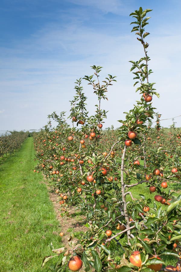 Apple Trees Loaded with Apples in an Orchard Stock Image - Image of ...