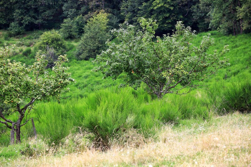Apple Trees among Lush Greenery in a Rural Landscape with Hilly Terrain ...