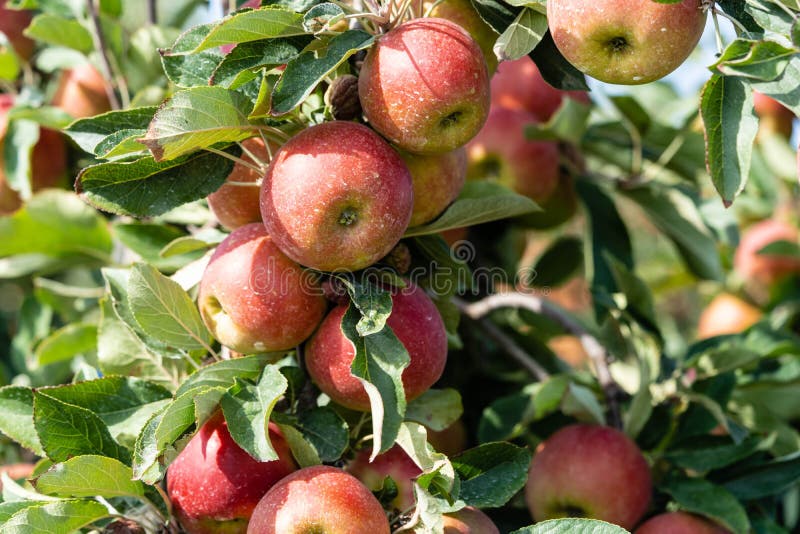 Apple malus trees stock image. Image of autumn, leaf - 255846021