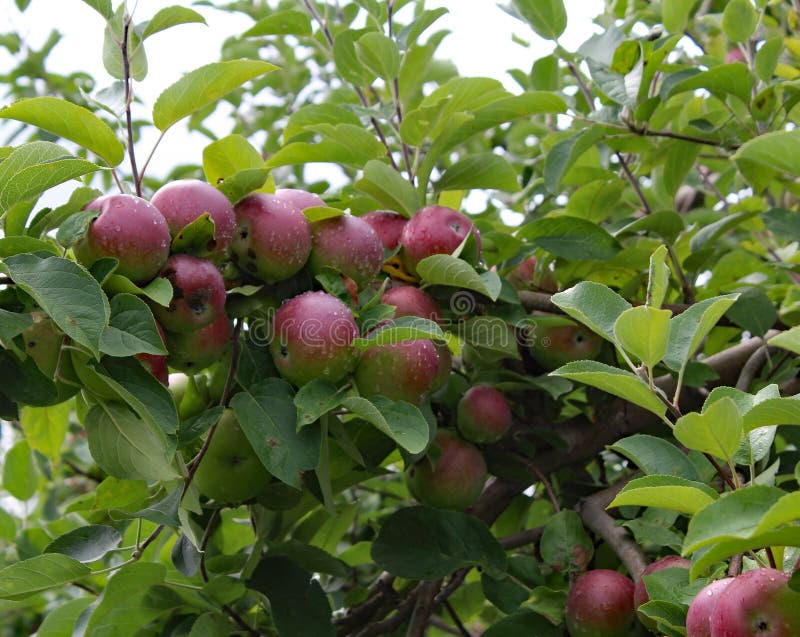 Apple trees stock photo. Image of nutrition, food, background - 98102222
