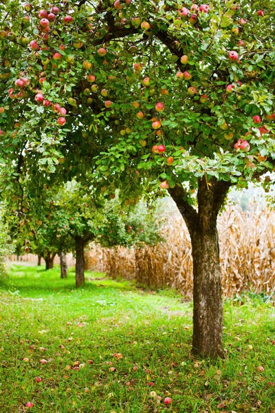 Apple trees orchard stock image. Image of grow, growth - 16526689