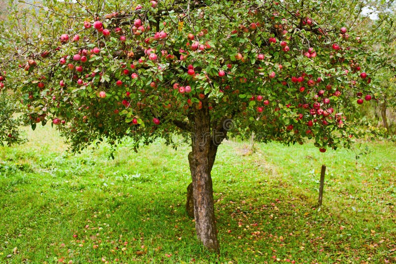 Apple trees orchard stock image. Image of apple, beautiful - 16526701