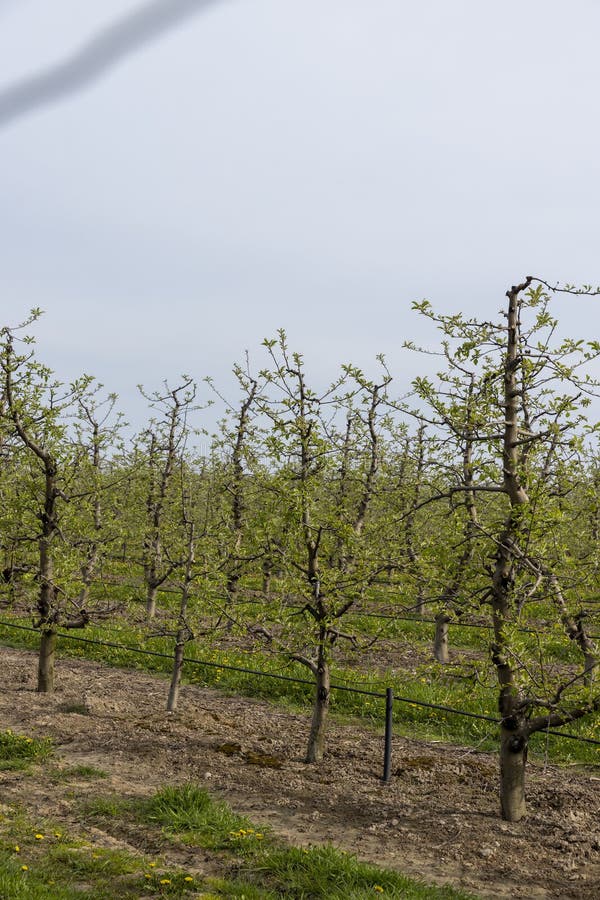 Apple Trees in the Orchard in Cloudy Weather Stock Photo - Image of ...