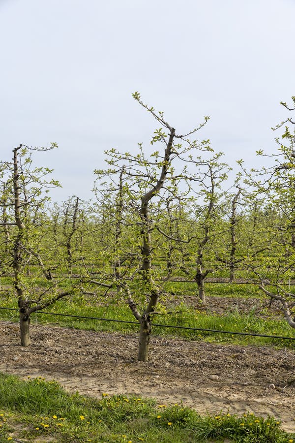 Apple Trees in the Orchard in Cloudy Weather Stock Photo - Image of ...