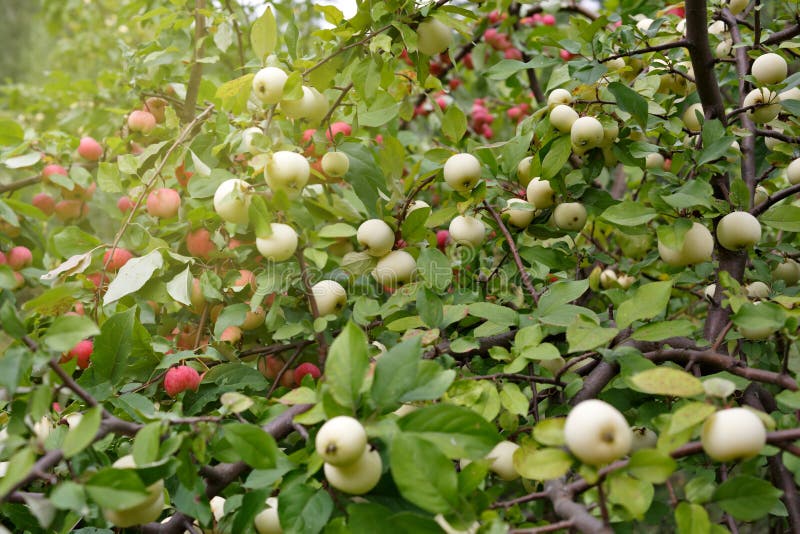 Apple on Trees in Orchard in Fall Season Stock Photo - Image of apples ...
