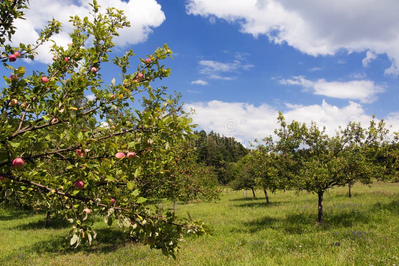 Apple trees stock photo. Image of harvest, season, healthy - 36758848