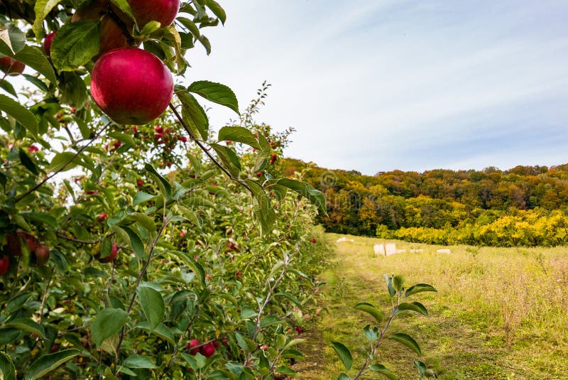 Apple Trees in Orchard. Idared Cultivar Stock Image - Image of nature ...