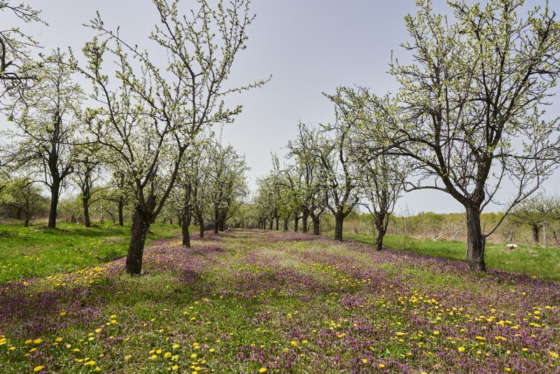Apple trees in the orchard stock image. Image of botany - 248923421
