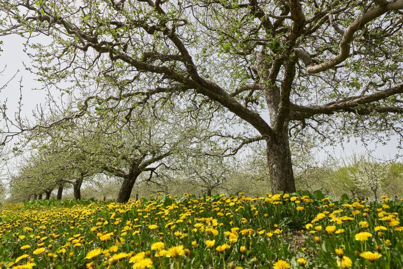 Apple trees in the orchard stock image. Image of springtime - 248923441