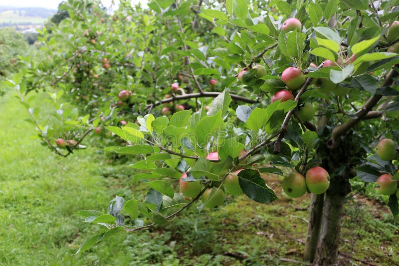 Apple trees in an orchard stock photo. Image of england - 115443450