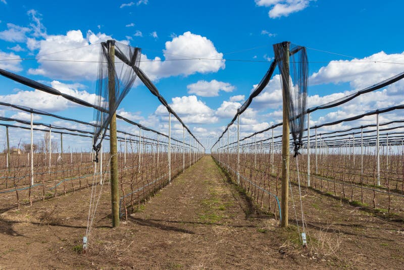 Apple Trees in Apple Orchard in March, Serbia Stock Image - Image of ...