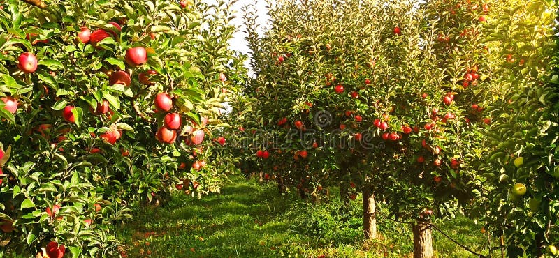 Apple Trees in an Orchard, with Red Apples Stock Image - Image of ...