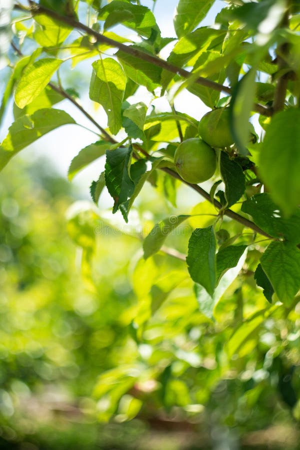 Apple Trees on an Organic Fruit Farm Stock Photo - Image of natural ...