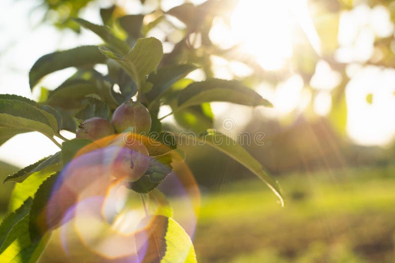 Apple Trees on an Organic Fruit Farm Stock Photo - Image of apple, farm ...