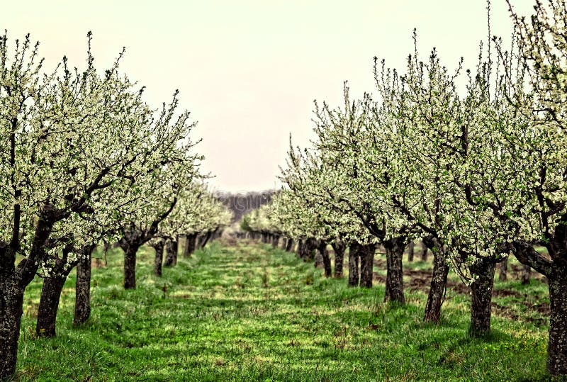 Apple trees stock image. Image of leafage, trees, garden - 39717341