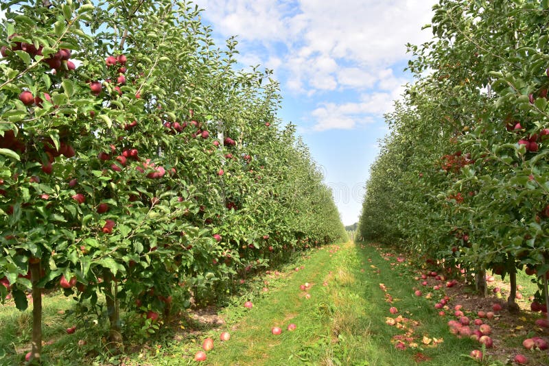 Apple Trees on a Plantation - Fruit Growing and Harvesting Stock Photo ...