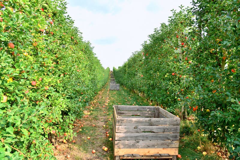 Apple Harvesting - Workers on a Modern Machine Harvest Apples on the ...