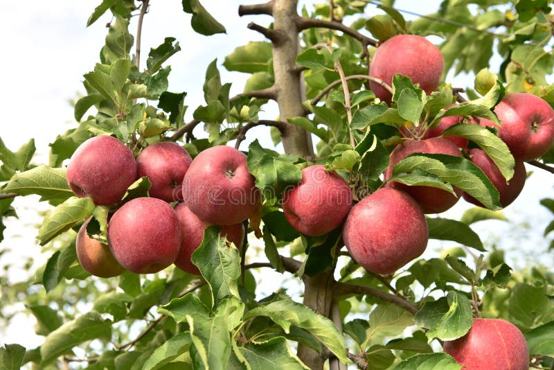 Apple Trees on a Plantation - Fruit Growing and Harvesting Stock Image ...