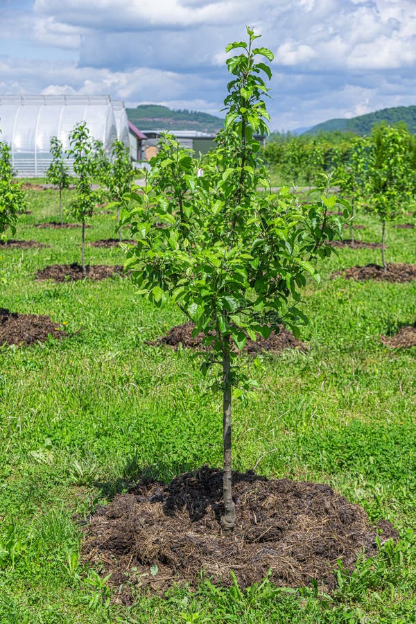 Apple Trees are Planted on a Plot of Land. Stock Photo - Image of ...