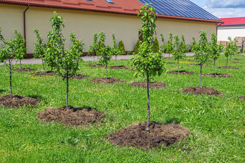 Apple Trees are Planted on a Plot of Land. Stock Photo - Image of fruit ...